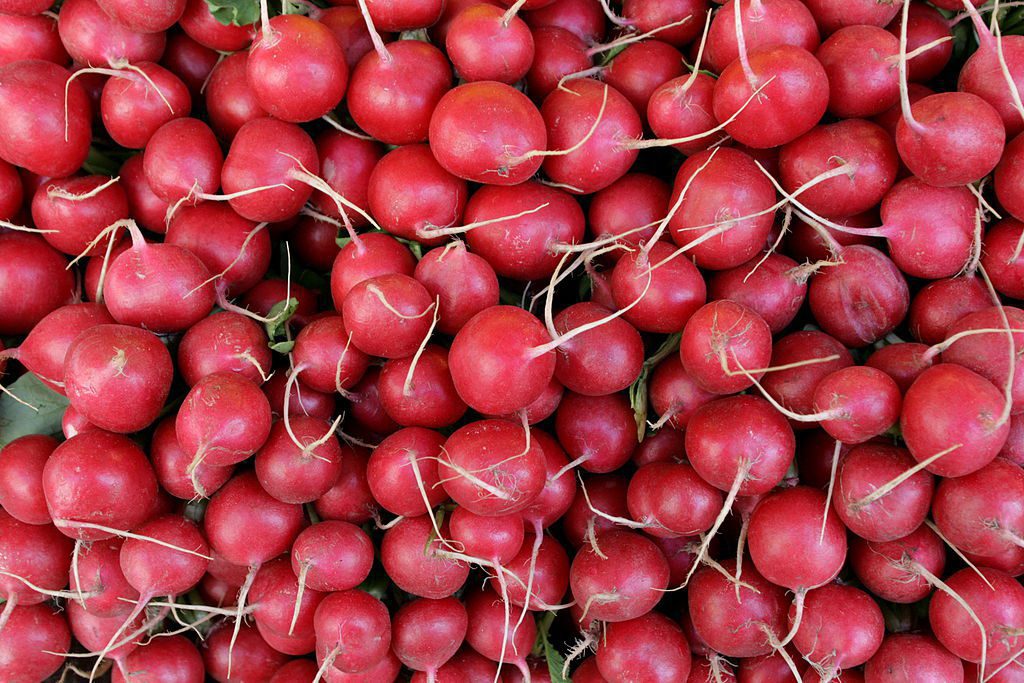 A Korai legjobb retek termesztése - Kertészkedj