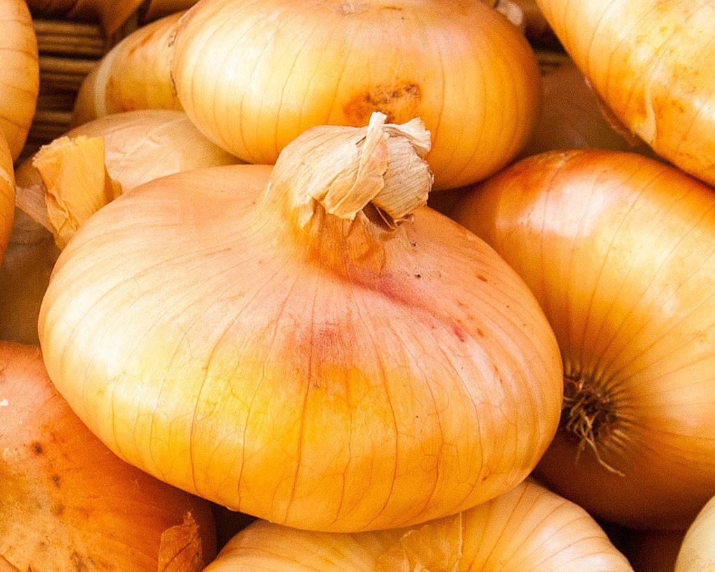 Stuttgarti óriás hagyma termesztése és bemutatása - Kertészkedj