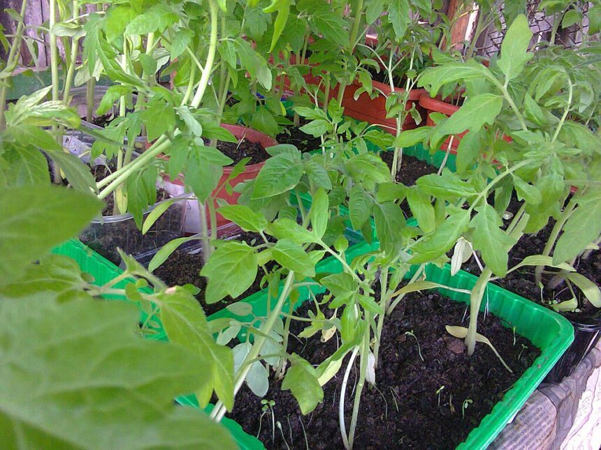 Paradicsom ültetése magról - Kertészkedj